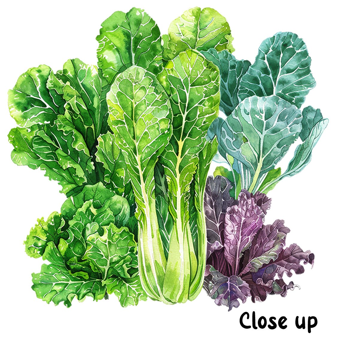 Watercolor Vegetable Clipart, Fresh Vegetable Images, PNG Files ...
