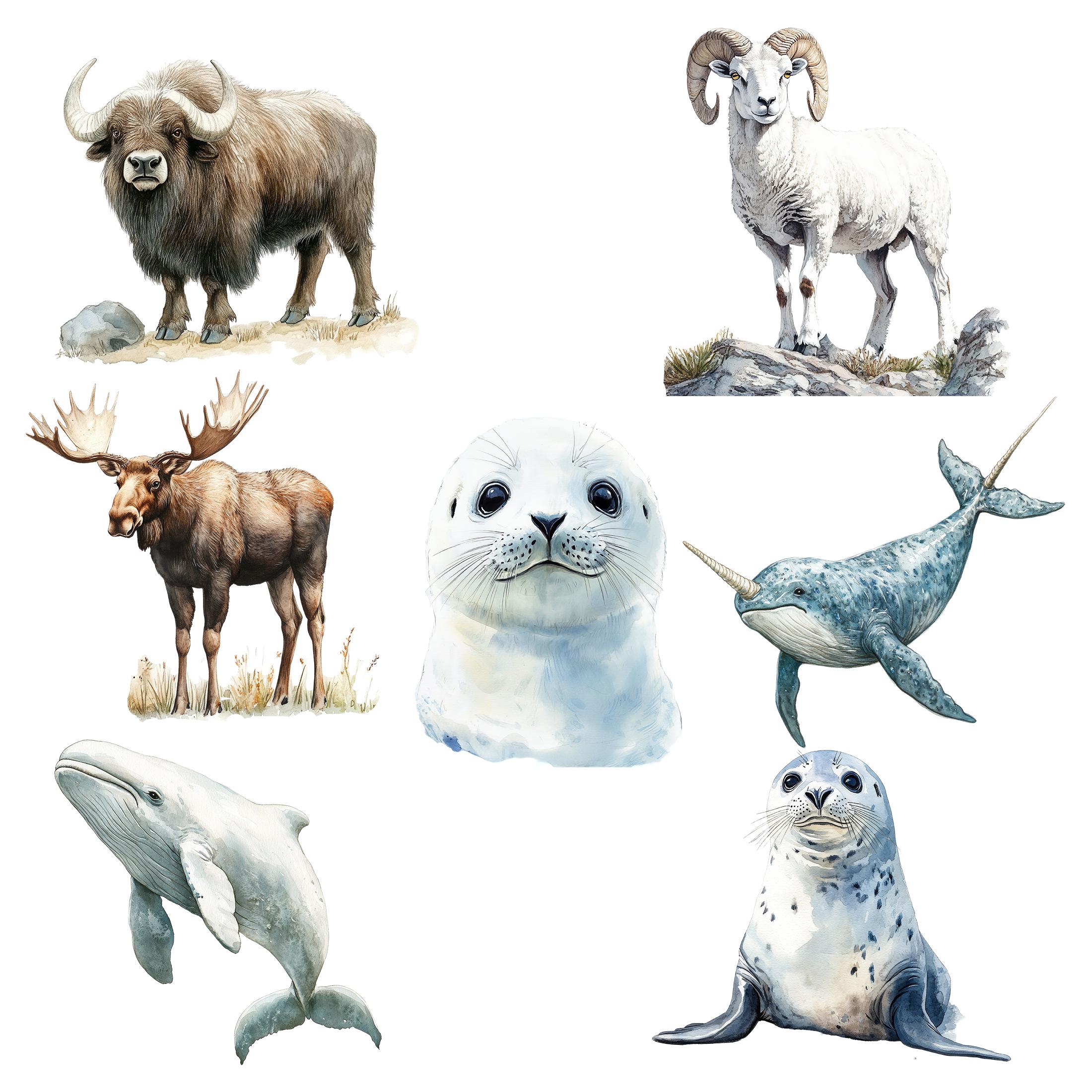 Arctic Animal Clipart: Polar Bear, Seal, Penguin (instant Download) - Etsy