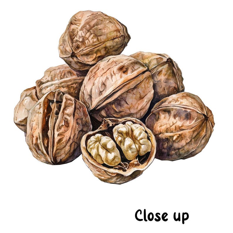 Nuts and Seeds Clipart: Healthy Food Illustrations (digital Download ...