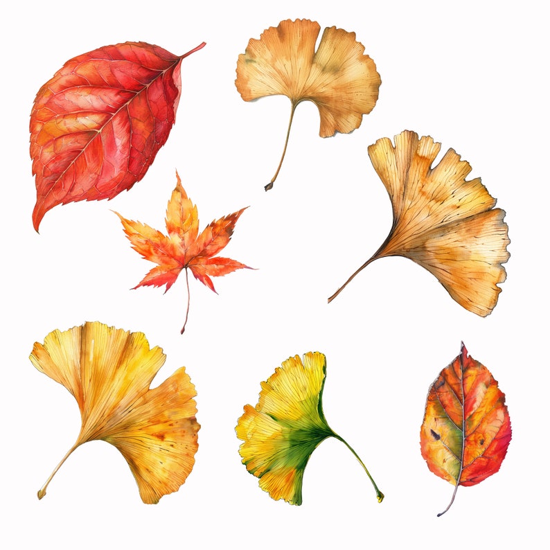 Watercolor Fall Leaves Clipart Bundle PNG Colorful Leaf Images, Fall ...