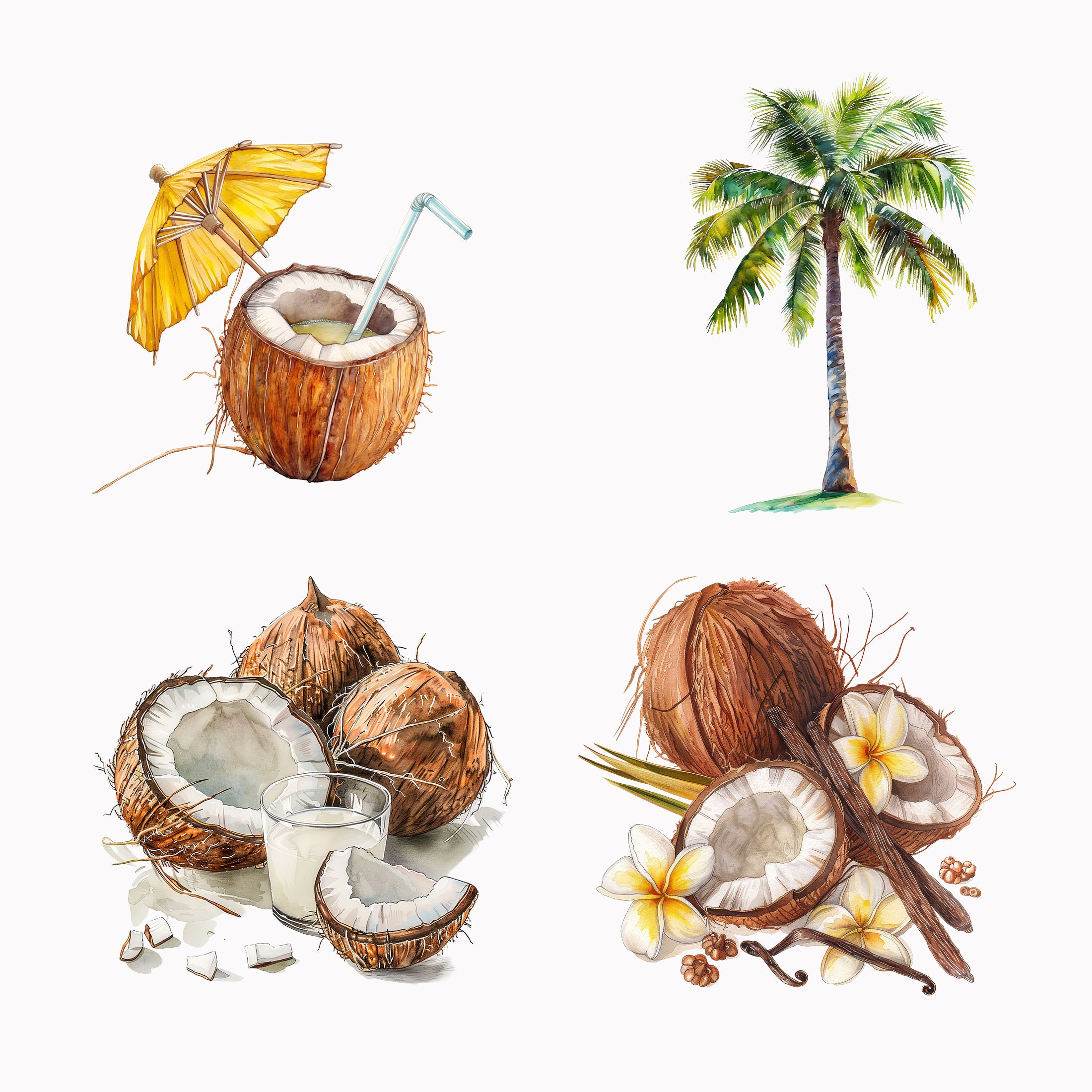 Watercolor Coconut Clipart, Fruit Images, Tropical Graphics, PNG ...