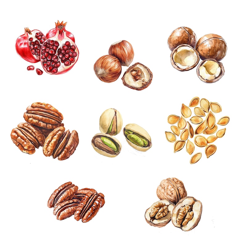 Nuts and Seeds Clipart: Healthy Food Illustrations (digital Download ...