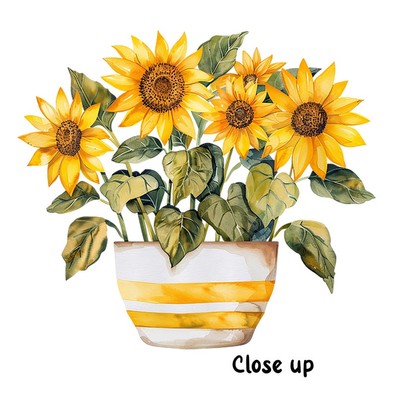 Potted Sunflowers Clipart: PNG Flowers in Clay Pots (digital Download ...