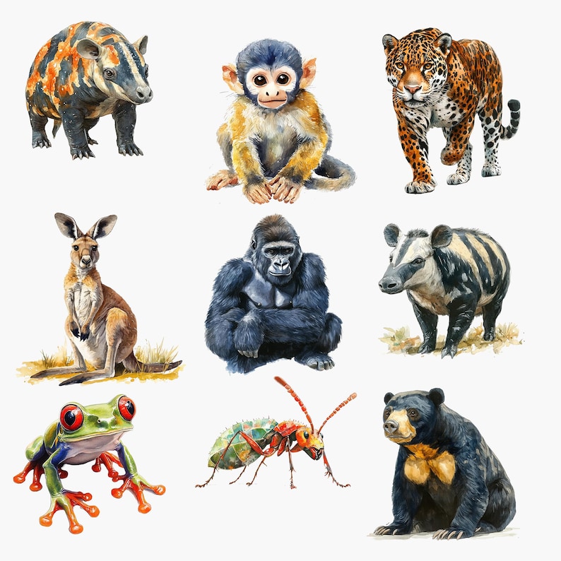 Rainforest Animal Clipart: Exotic Wildlife Illustrations (digital ...