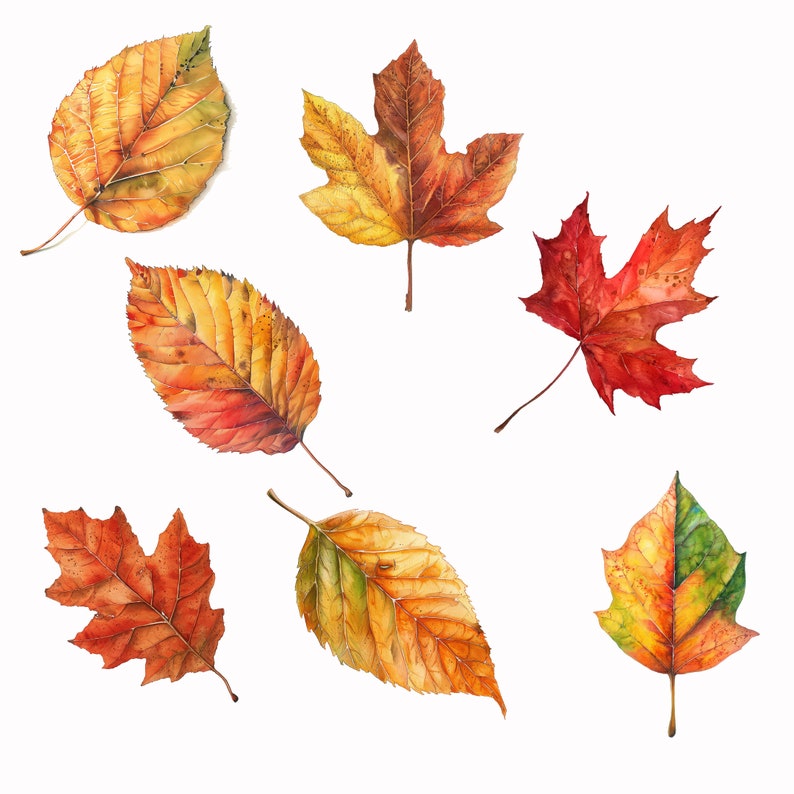 Watercolor Fall Leaves Clipart Bundle PNG Colorful Leaf Images, Fall ...