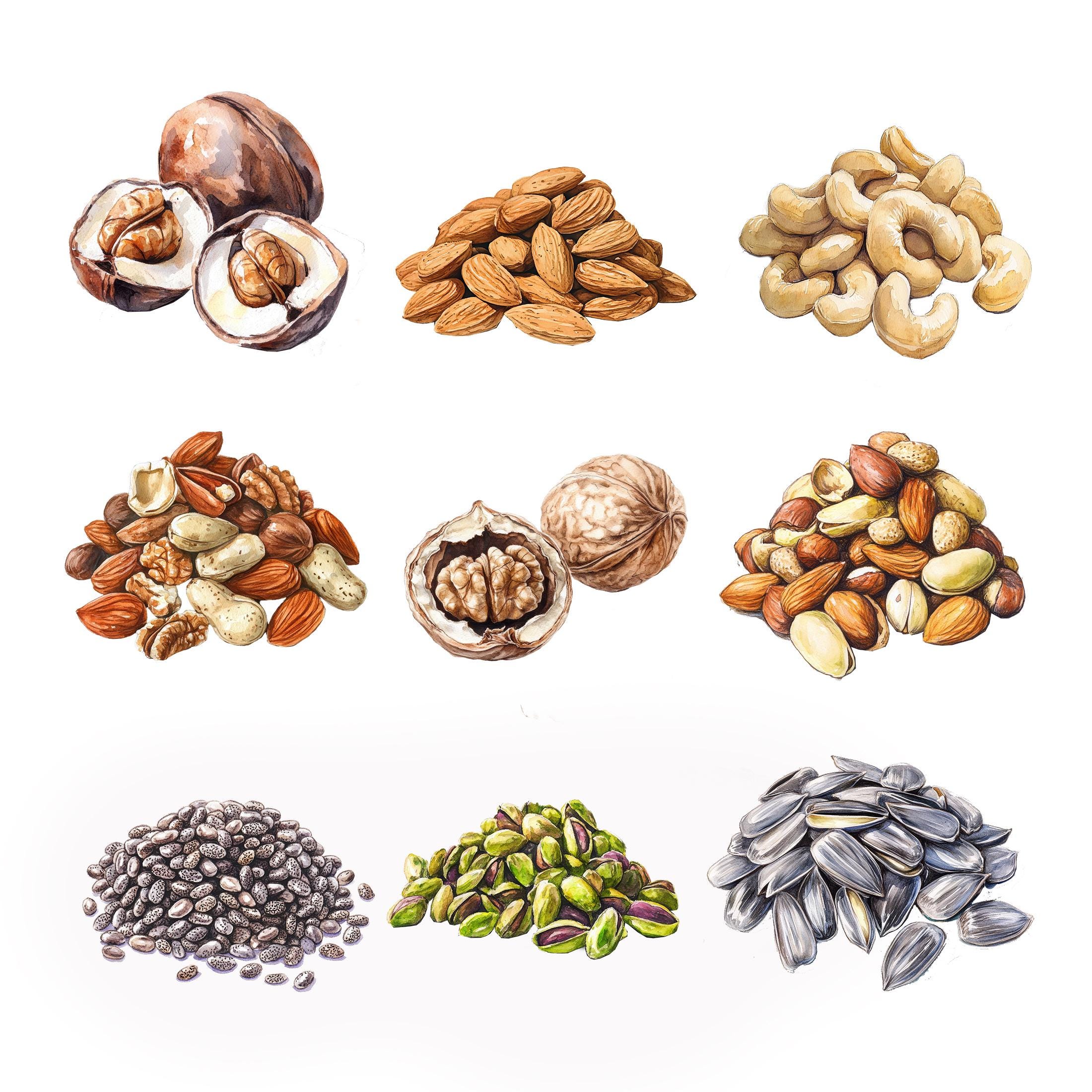 Nuts and Seeds Clipart: Healthy Food Illustrations (digital Download ...