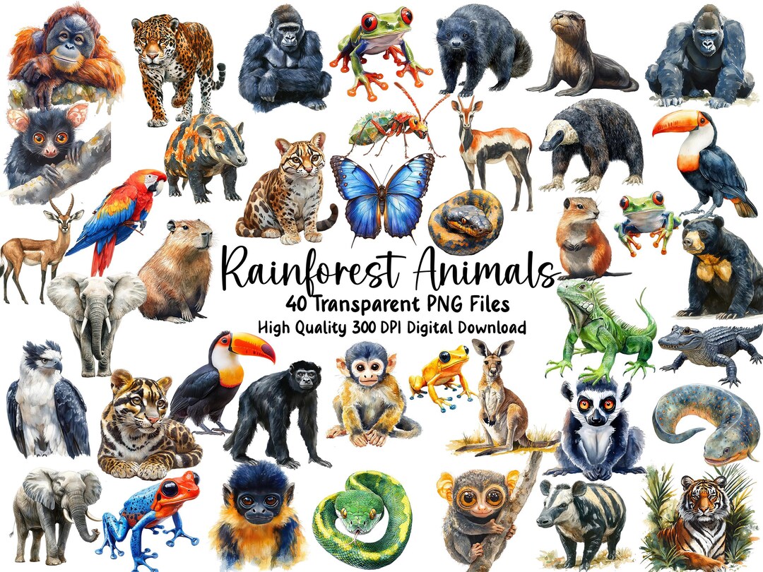 Rainforest Animal Clipart: Exotic Wildlife Illustrations (digital ...