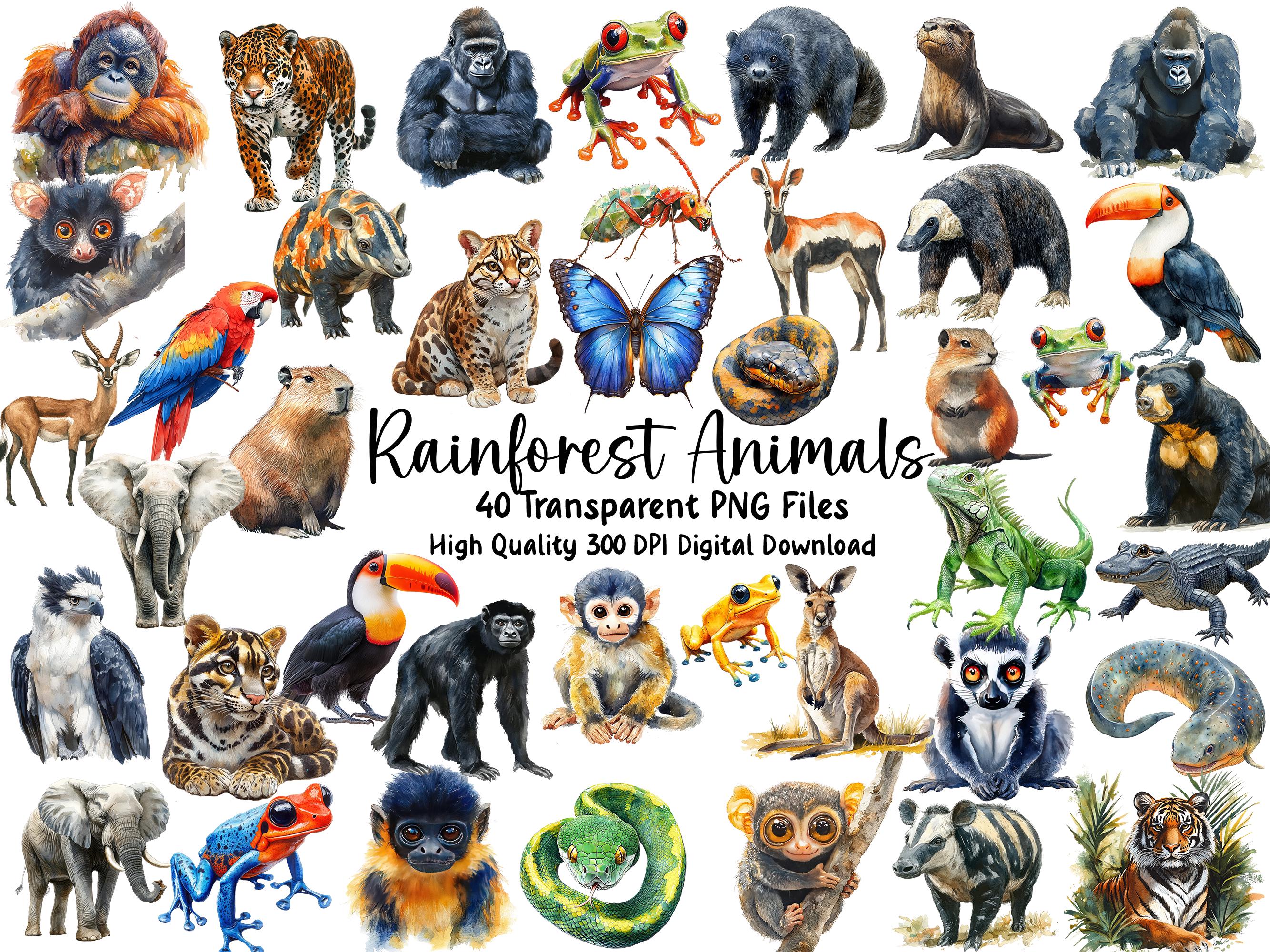 Rainforest Animal Clipart: Exotic Wildlife Illustrations (digital ...