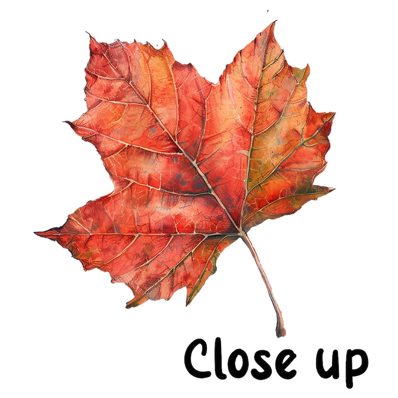 Watercolor Fall Leaves Clipart Bundle PNG Colorful Leaf Images, Fall ...