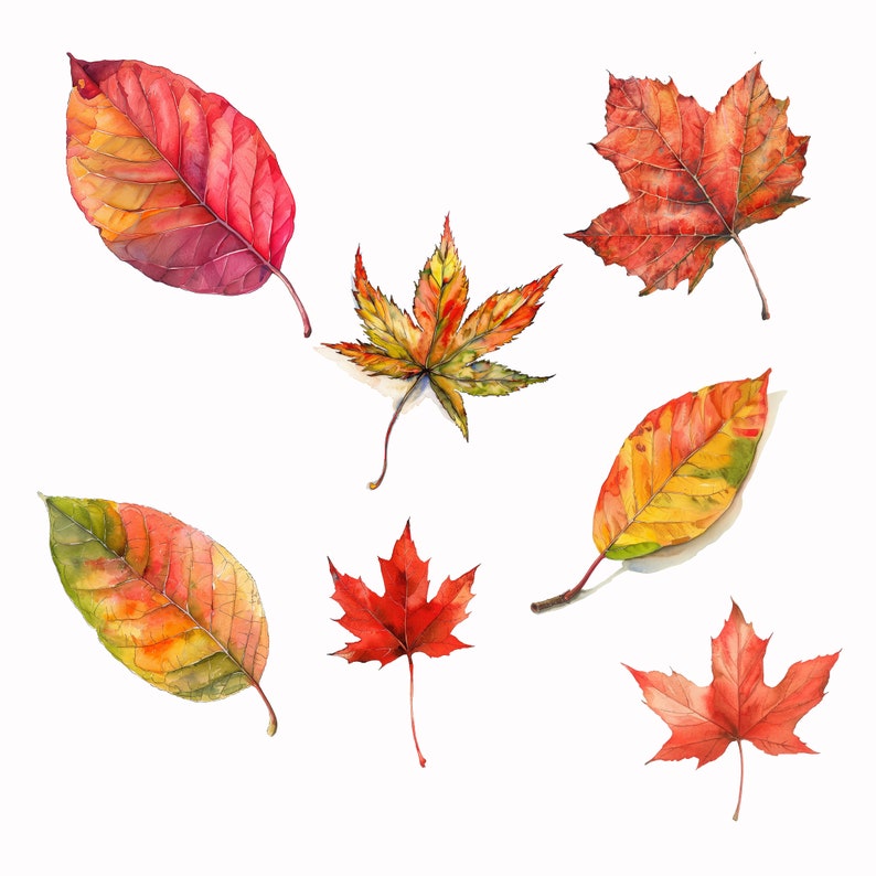 Watercolor Fall Leaves Clipart Bundle PNG Colorful Leaf Images, Fall ...