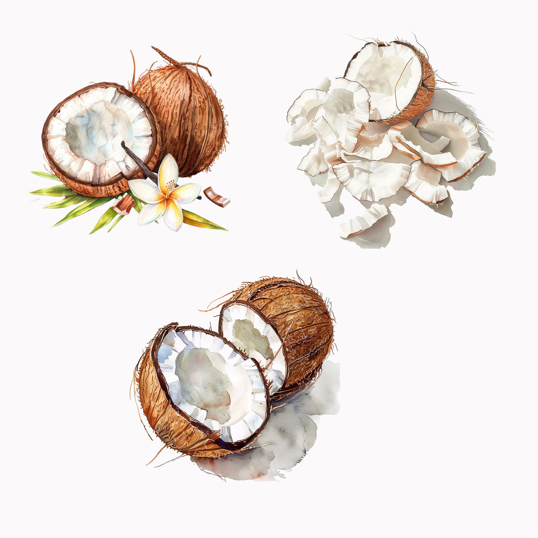 Watercolor Coconut Clipart, Fruit Images, Tropical Graphics, PNG ...