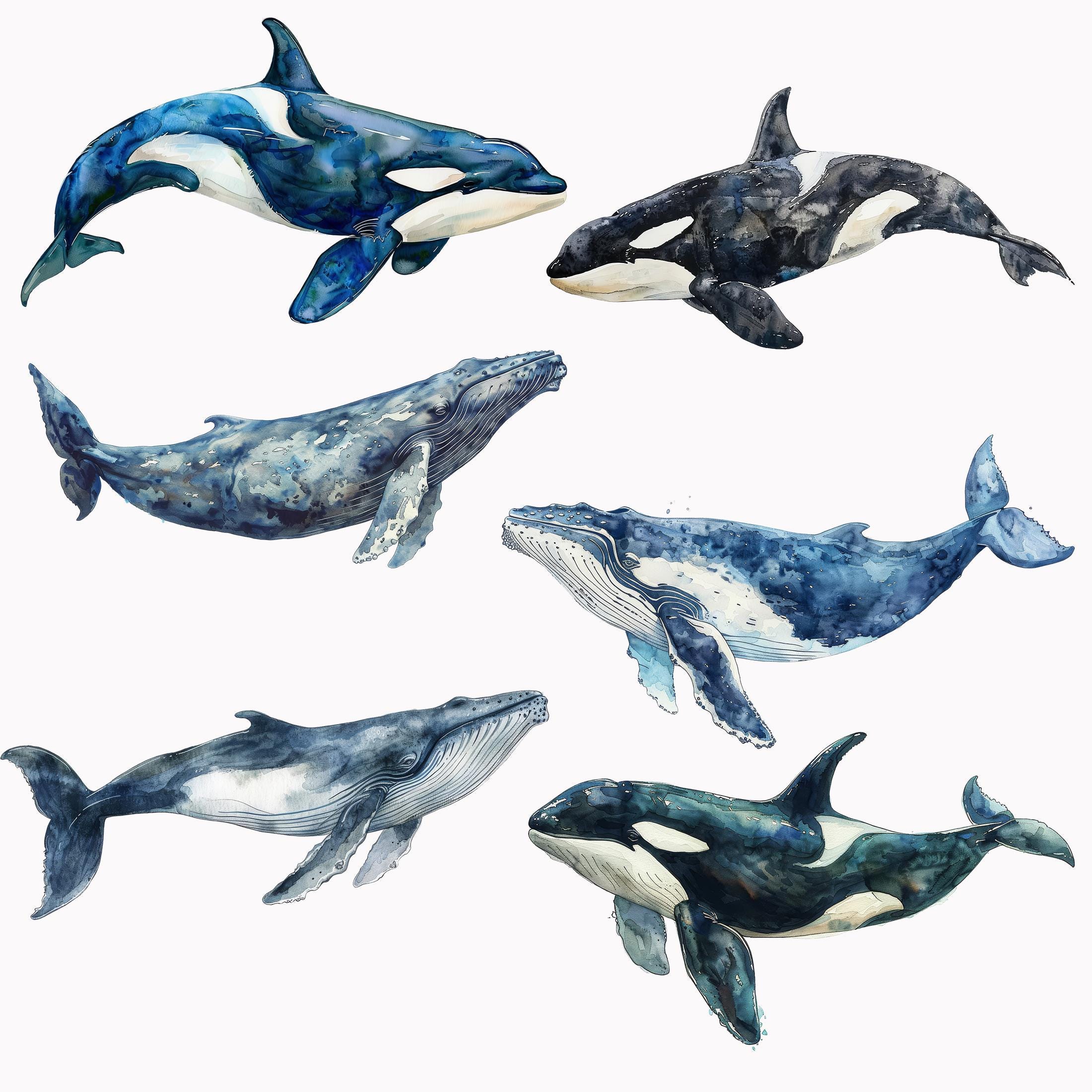 Whale Clipart, Ocean Animals, Orca, Junk Journals, Kids Decor, Party ...