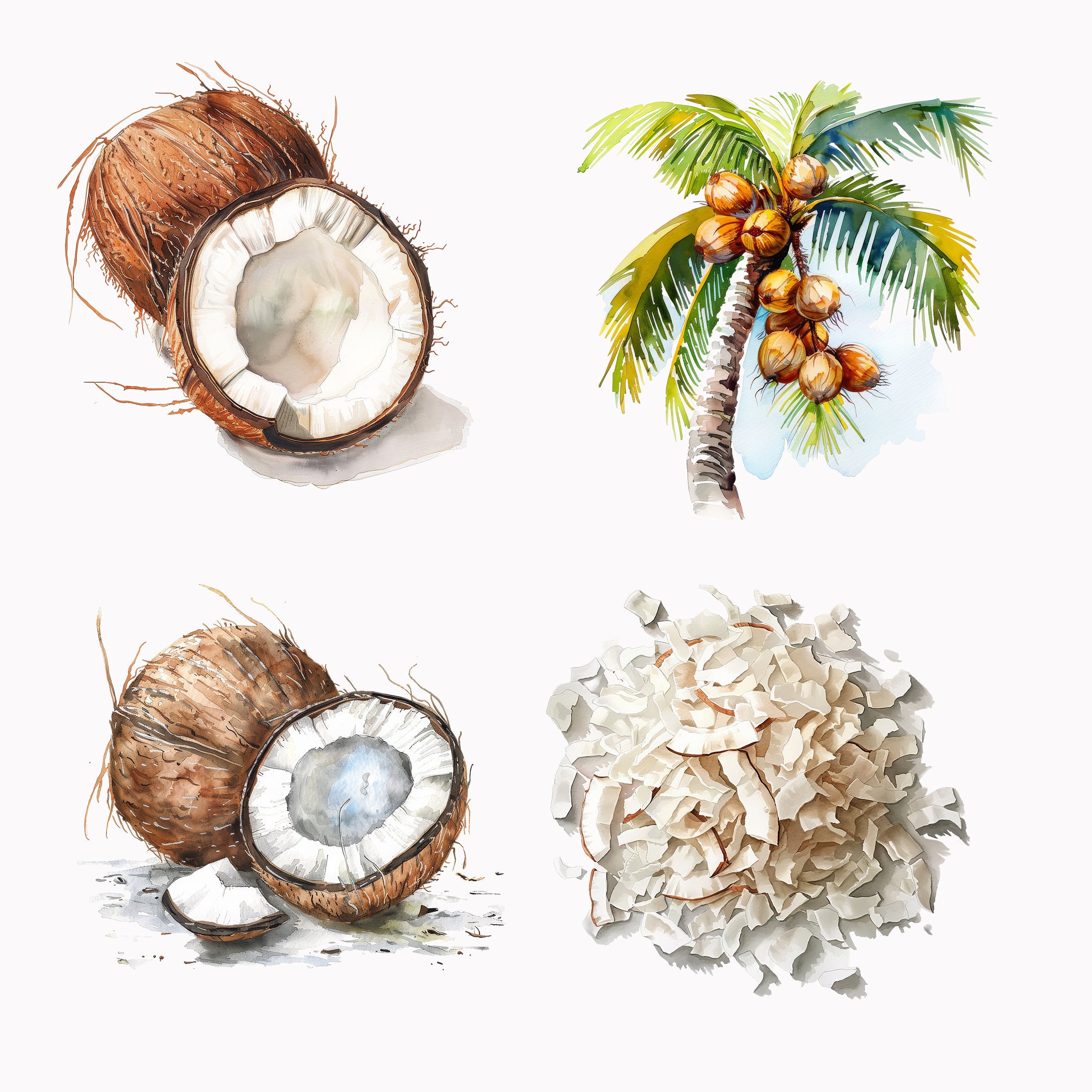 Watercolor Coconut Clipart, Fruit Images, Tropical Graphics, PNG ...