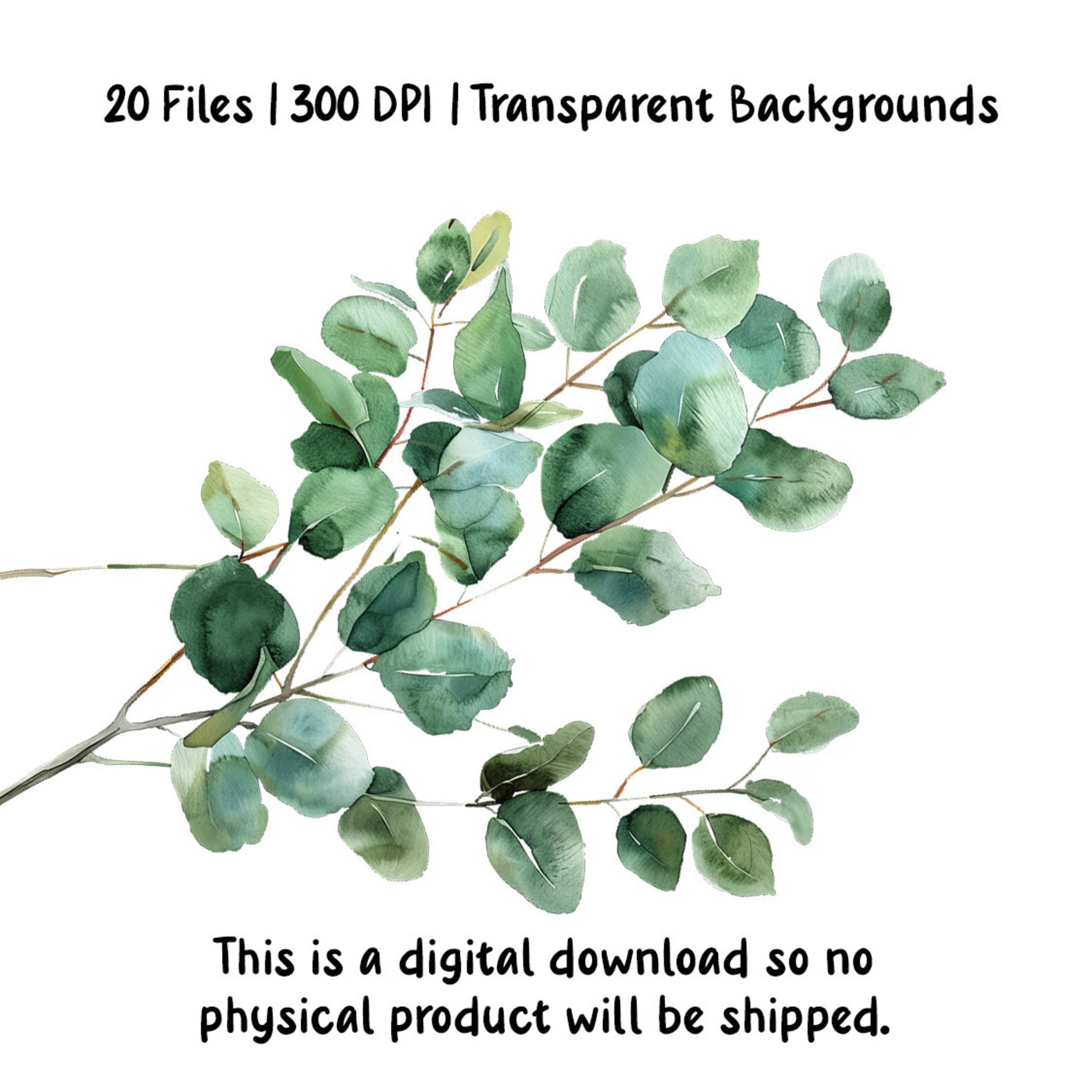 Eucalyptus Clipart, PNG, Watercolor Eucalyptus Clip Art, Green Leaves ...