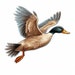 Duck Clipart Bundle – 14 Jpgs for Card Making (digital Download) - Etsy