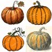 Pumpkin Clipart Bundle 28 High Quality Jpgs, 300 DPI, Digital Download ...