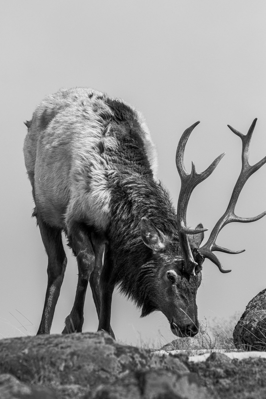 Black and White Elk Print Wildlife Bull Elk Photography Montana ...