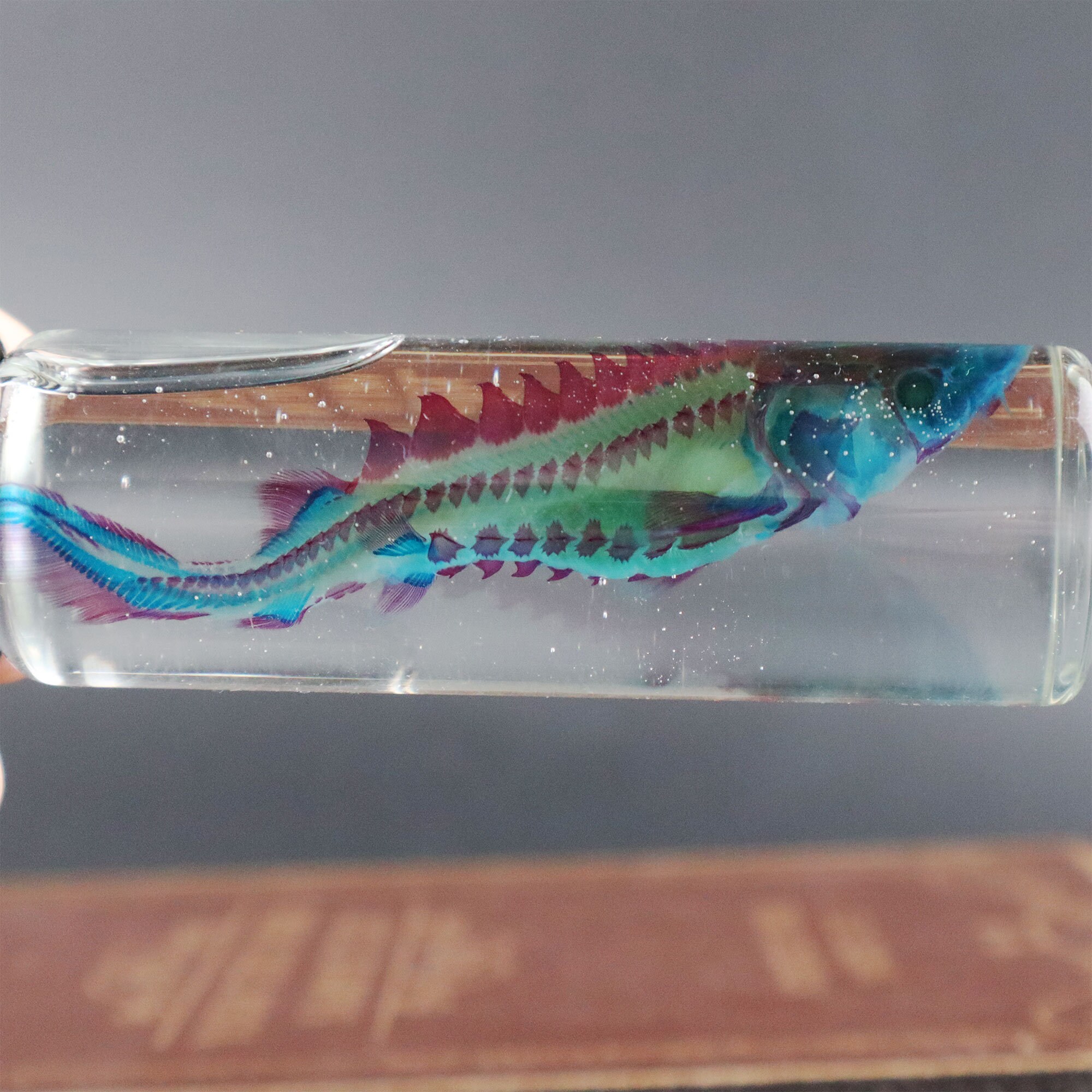 Mysterious Transparent Stained Fish Skeleton Specimenreal - Etsy