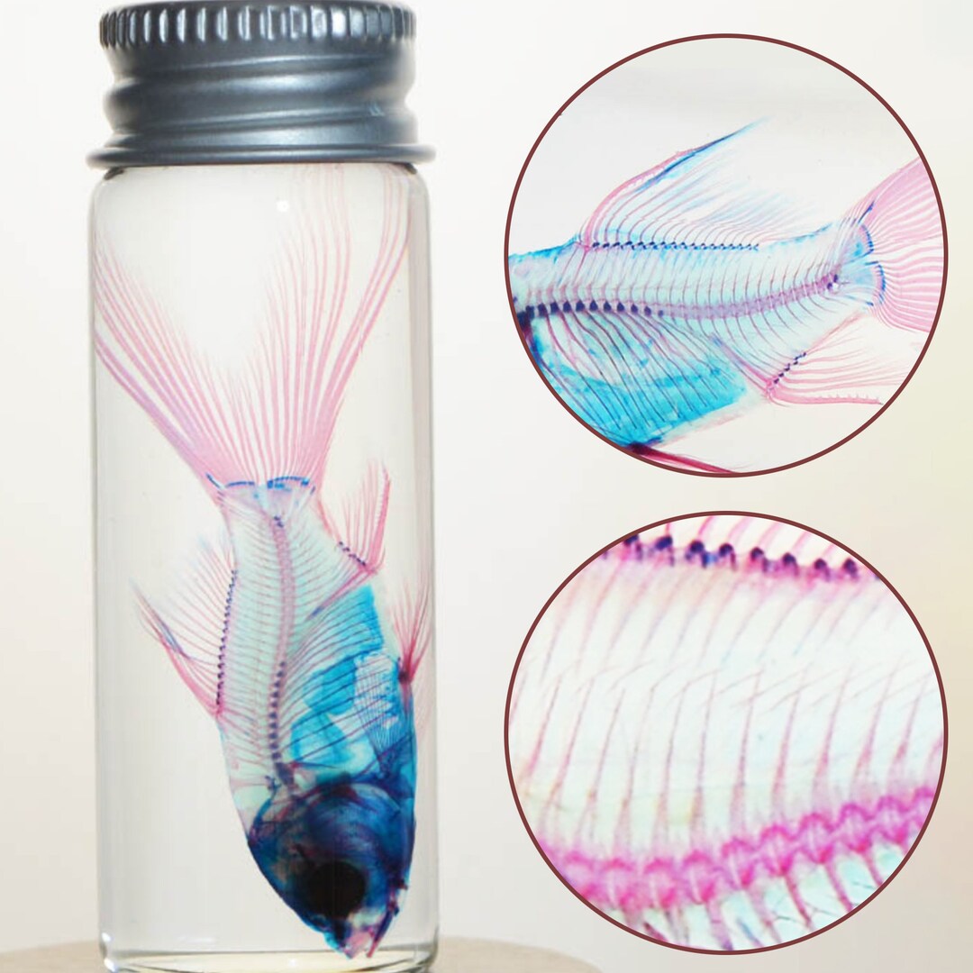 Mysterious Transparent Stained Fish Skeleton Specimenreal - Etsy