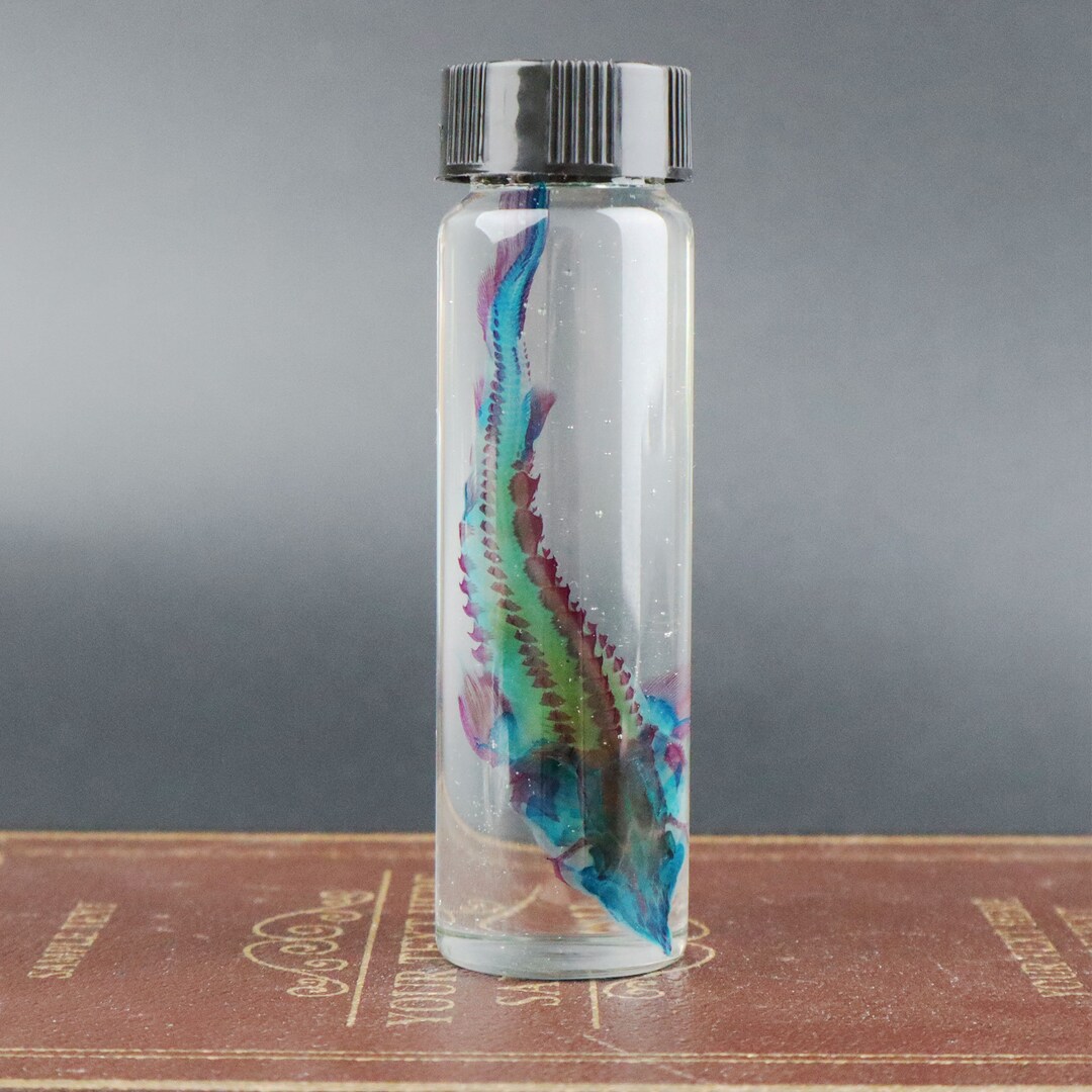 Mysterious Transparent Stained Fish Skeleton Specimenreal - Etsy