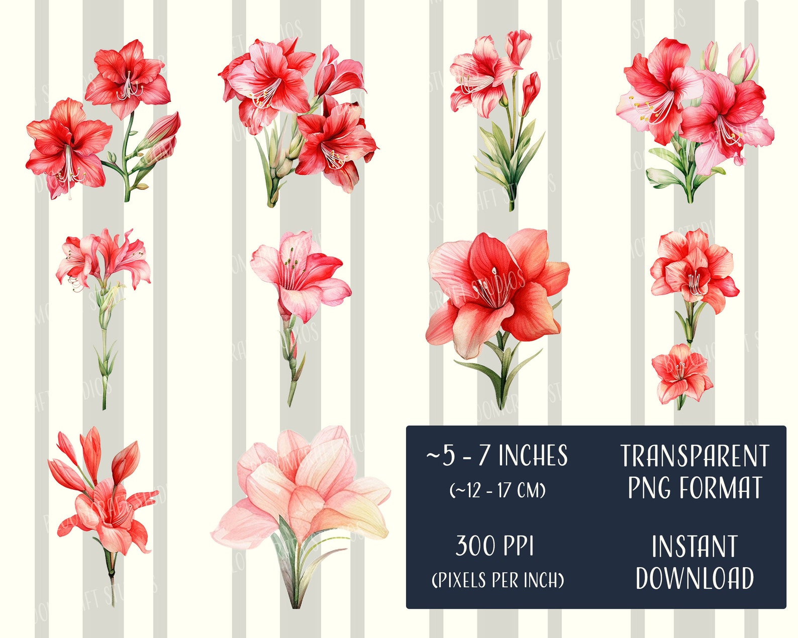 Amaryllis Clipart - Printable Images, Transparent Background, Instant ...