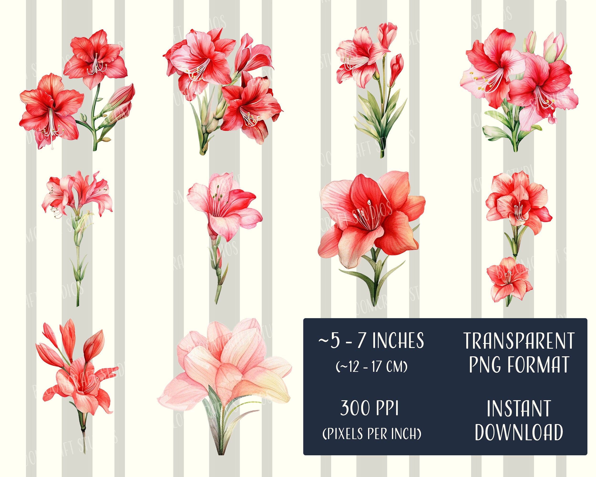 Amaryllis Clipart - Printable Images, Transparent Background, Instant ...