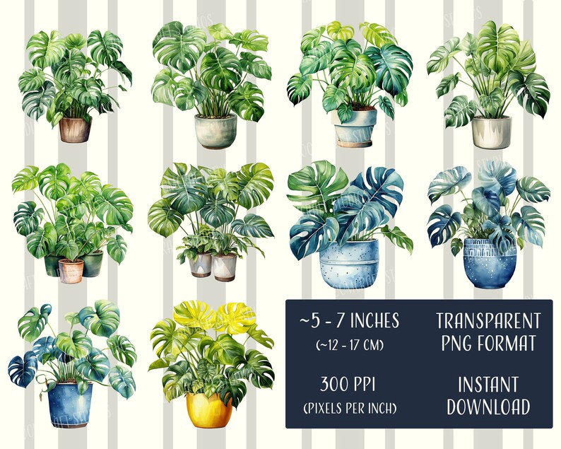 Monstera Clipart - Printable Images, Transparent Background, Instant ...