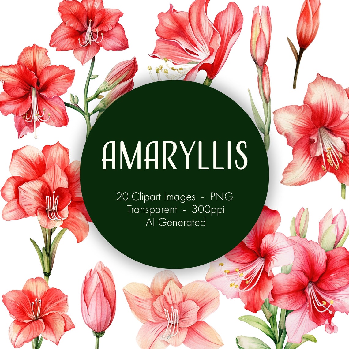 Amaryllis Clipart - Printable Images, Transparent Background, Instant ...