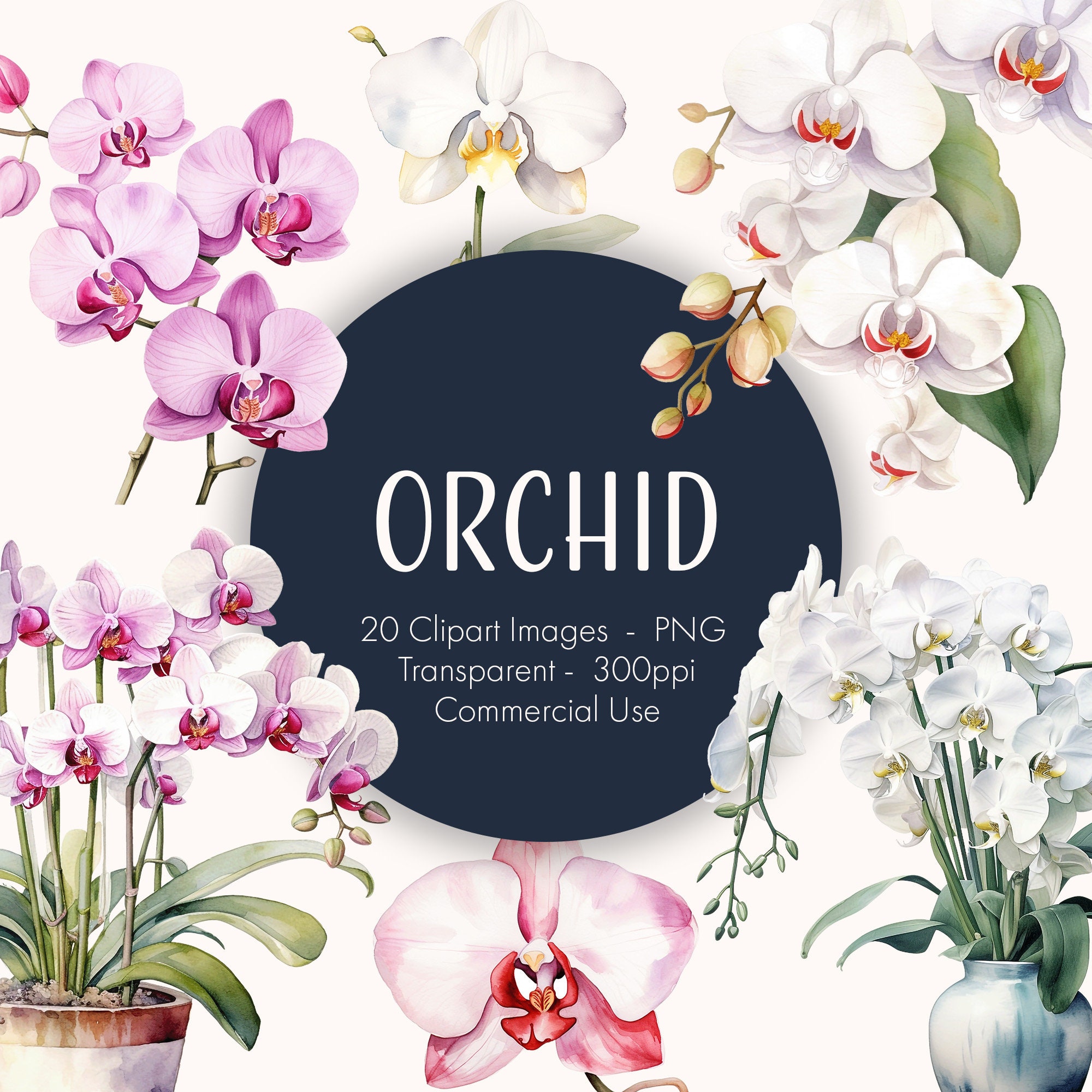 Orchid Clipart - Printable Images, Transparent Background, Instant ...