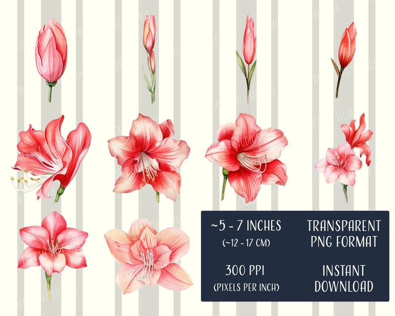 Amaryllis Clipart - Printable Images, Transparent Background, Instant ...