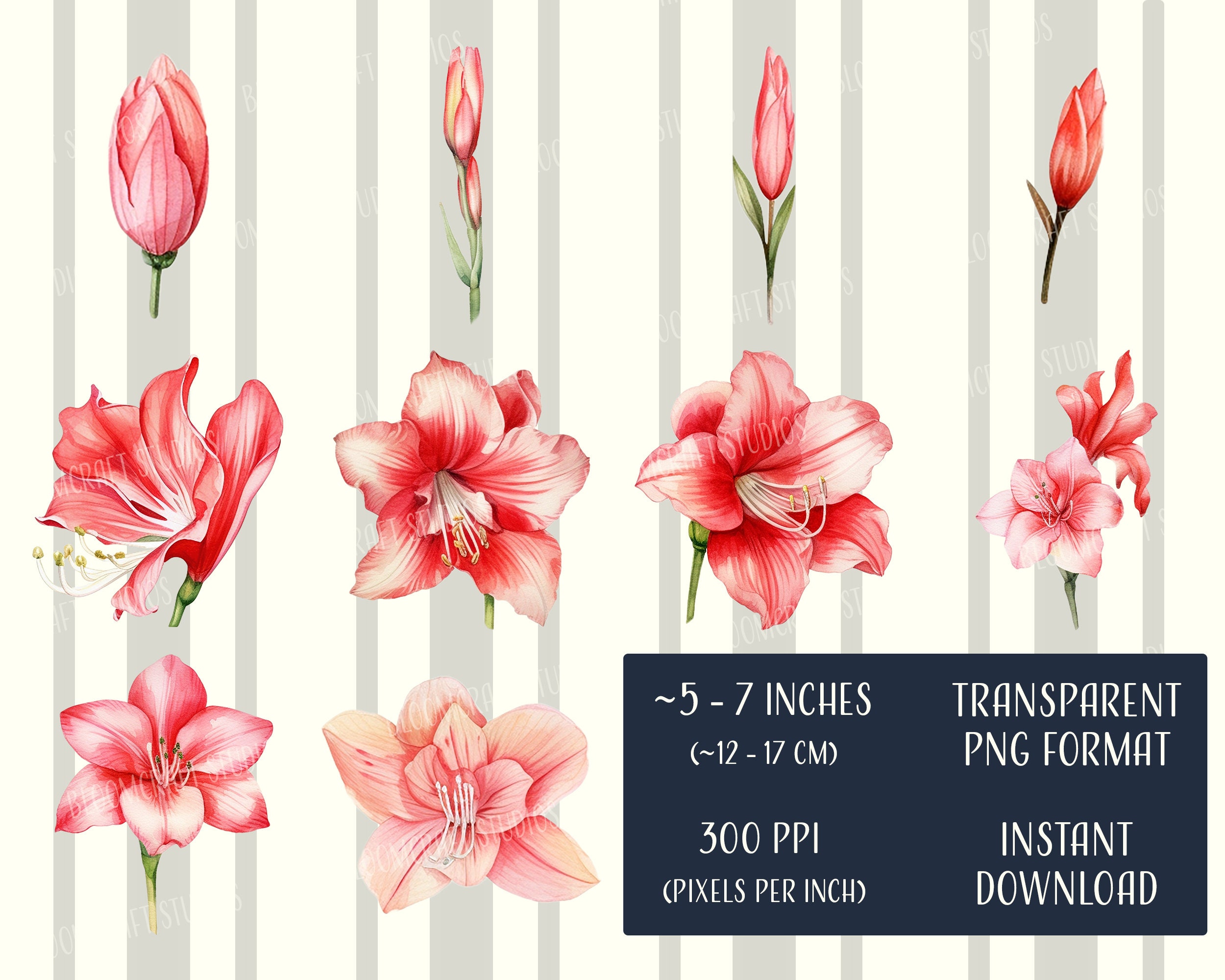 Amaryllis Clipart - Printable Images, Transparent Background, Instant ...