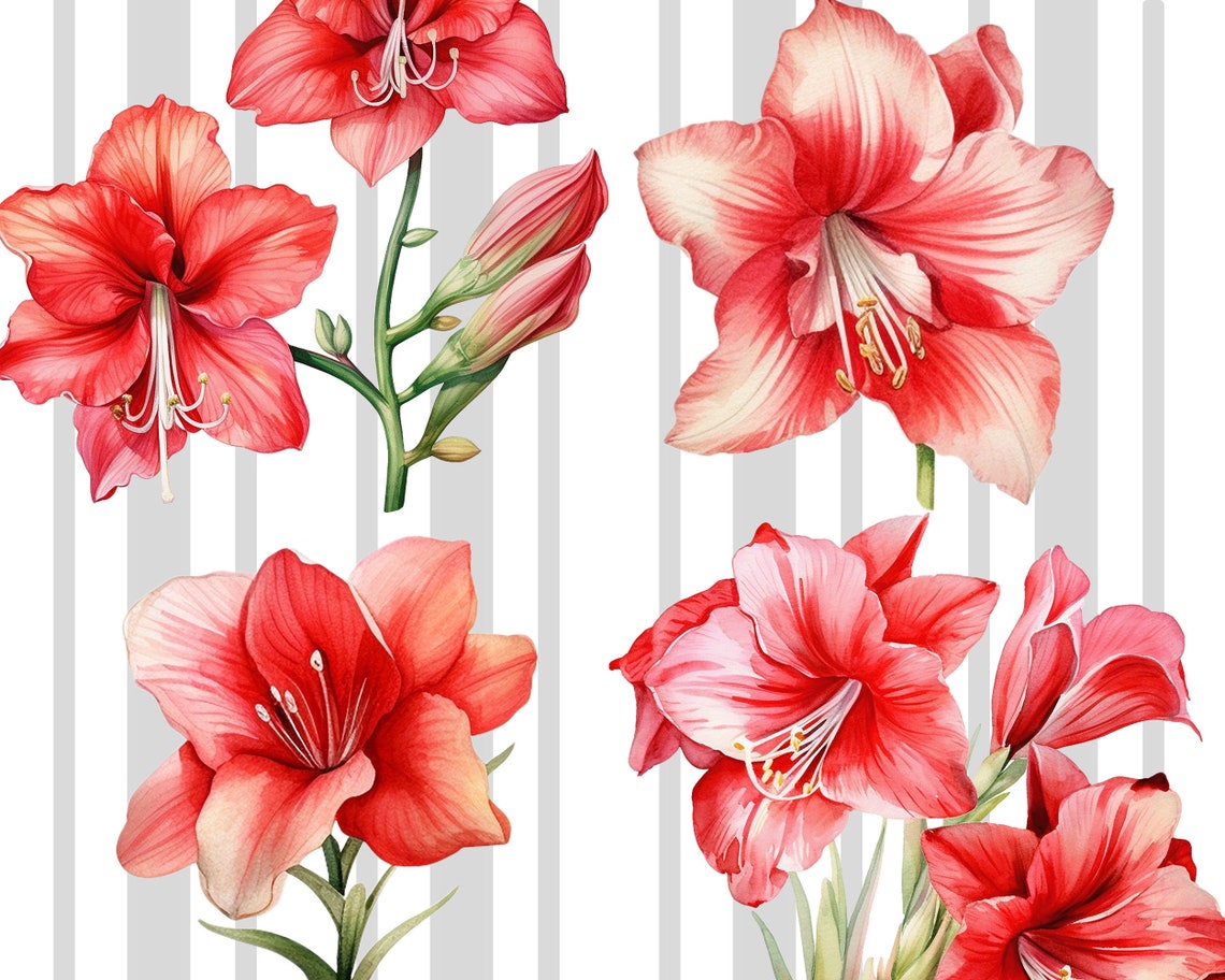 Amaryllis Clipart - Printable Images, Transparent Background, Instant ...