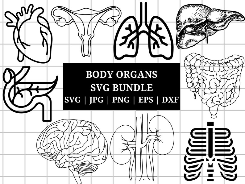 HUMAN BODY SVG, Doodle Icon Vectors. Anatomy Vector Set. Hand Drawn ...