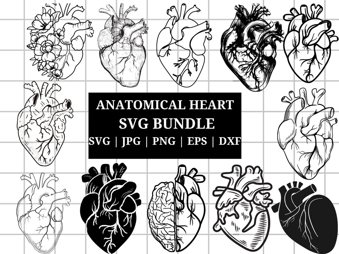 Anatomical Heart Svg Bundle, Flower Heart Svg, Human Heart Svg, Anatomy ...