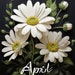 Charming April Birth Flower Daisy Print - Etsy