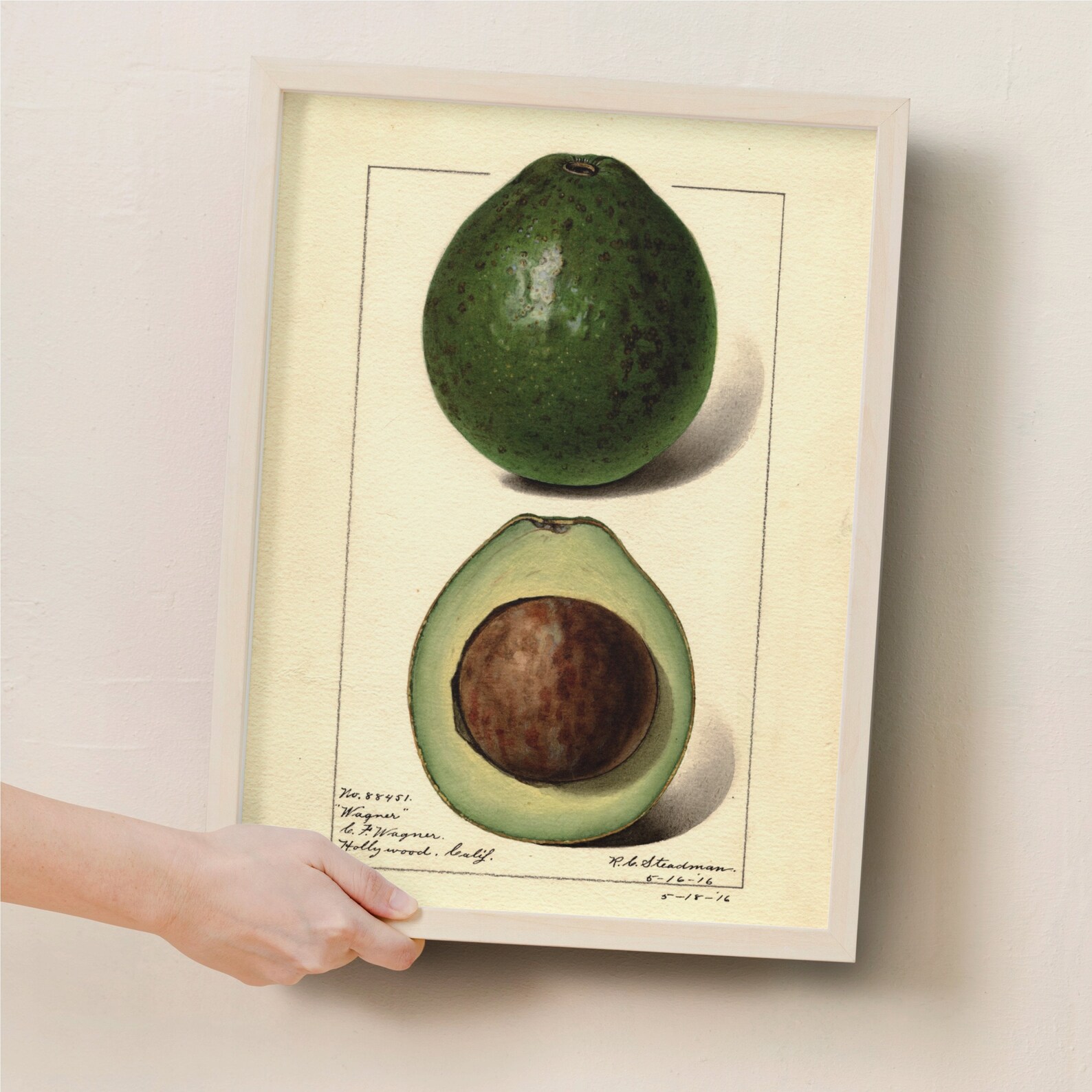 Vintage Avocado Print | Home Decor Avocado Illustration | Vintage ...