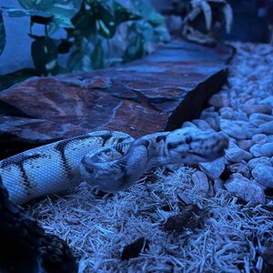 Canyon Brown Flagstone Segment for Aquariums, Terrariums, Pathways, and ...