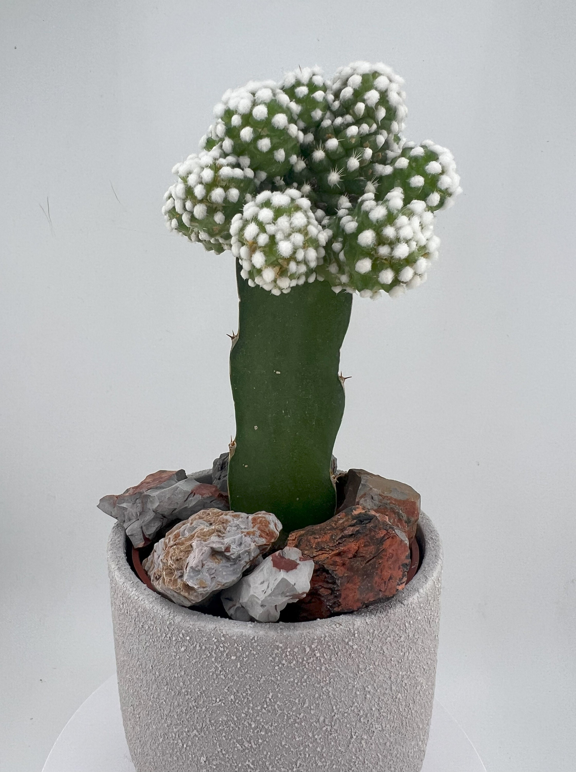 Western Sunset, Decorative Stone, Used for Aquarium Rocks, Terrarium ...