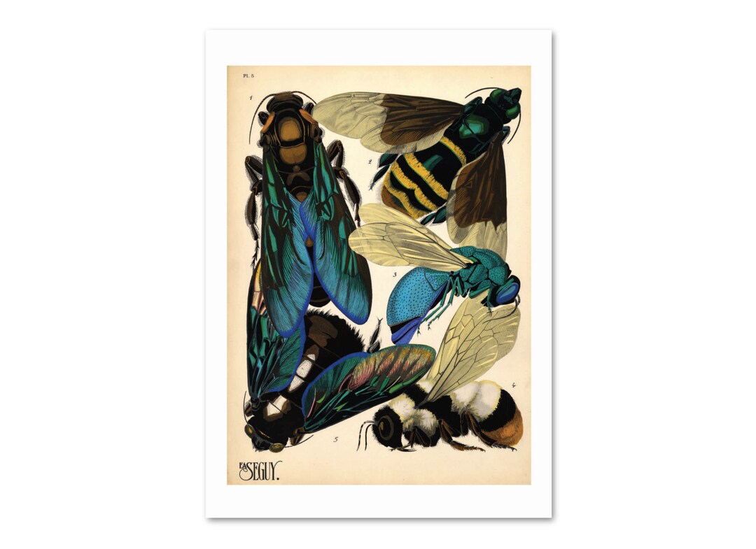 Wasps Vintage Style Poster | Reproduction Book Plate Print | Insects ...