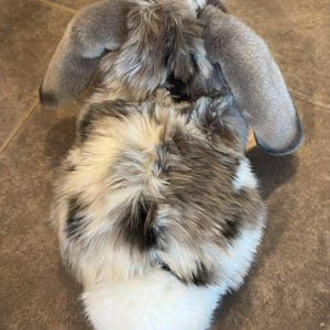 Living Nature Dutch Lop Eared Bunny Rabbit Grey White Black Plush 12 ...