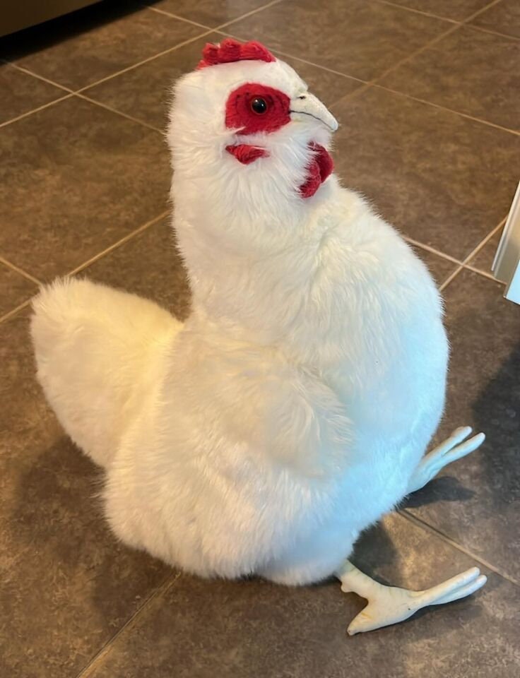 1993 Hansa White Hen Chicken Plush Soft Toy Bird READ - Etsy