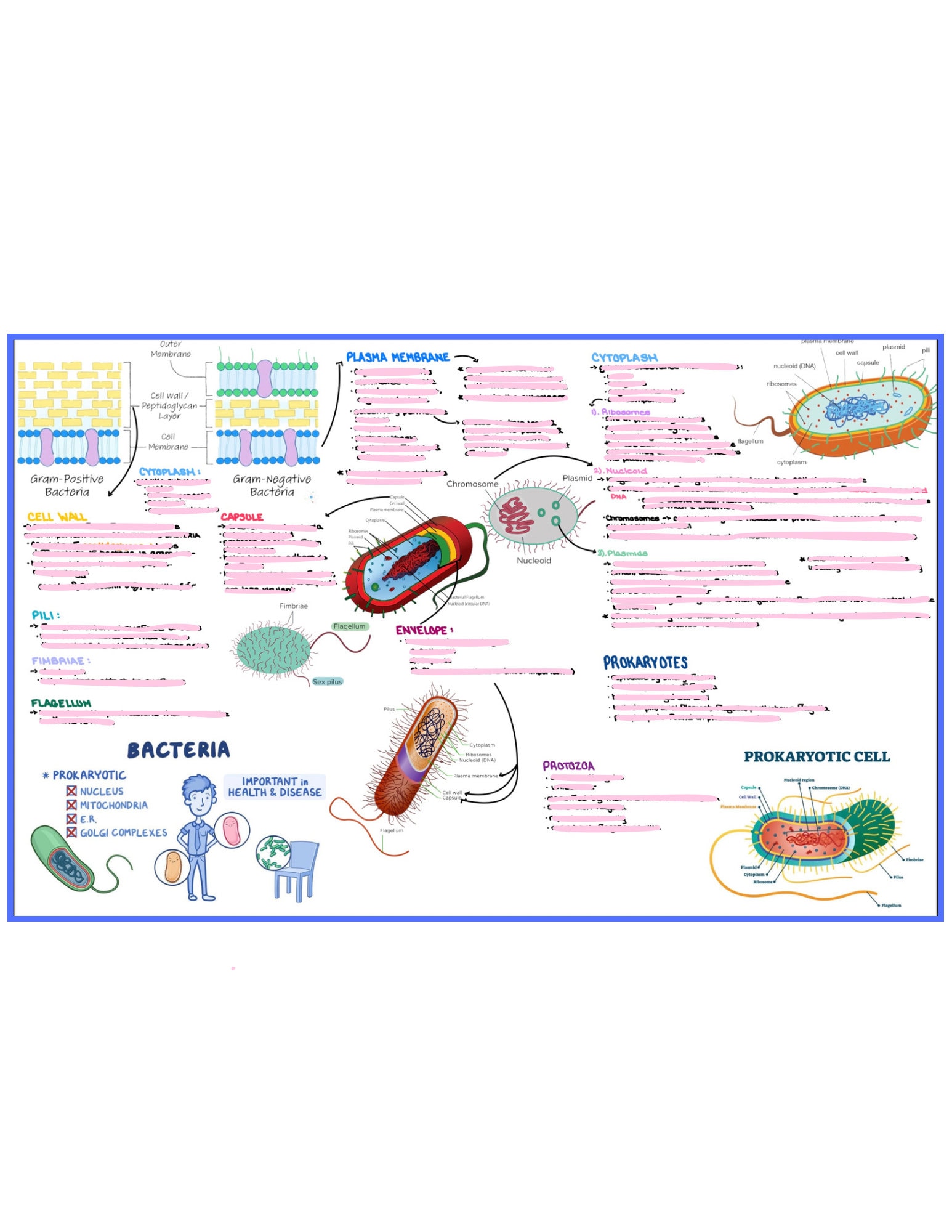 Bacterial Cell Wall Anatomy Study Sheet - Etsy Ireland