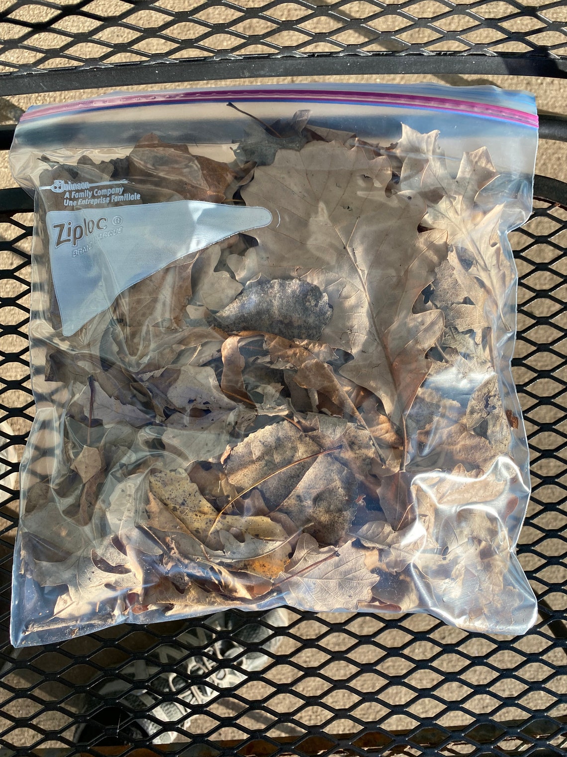 Real Oak Leaves Dried 1 Gallon Bag Organic Use for Terrarium Craft ...