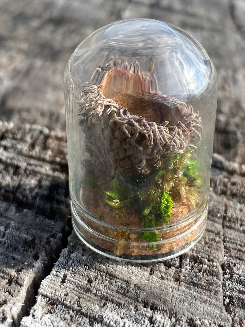 Curiosity Jar Acorn Cap Miniature Cloche Display Nature Forest Moss - Etsy
