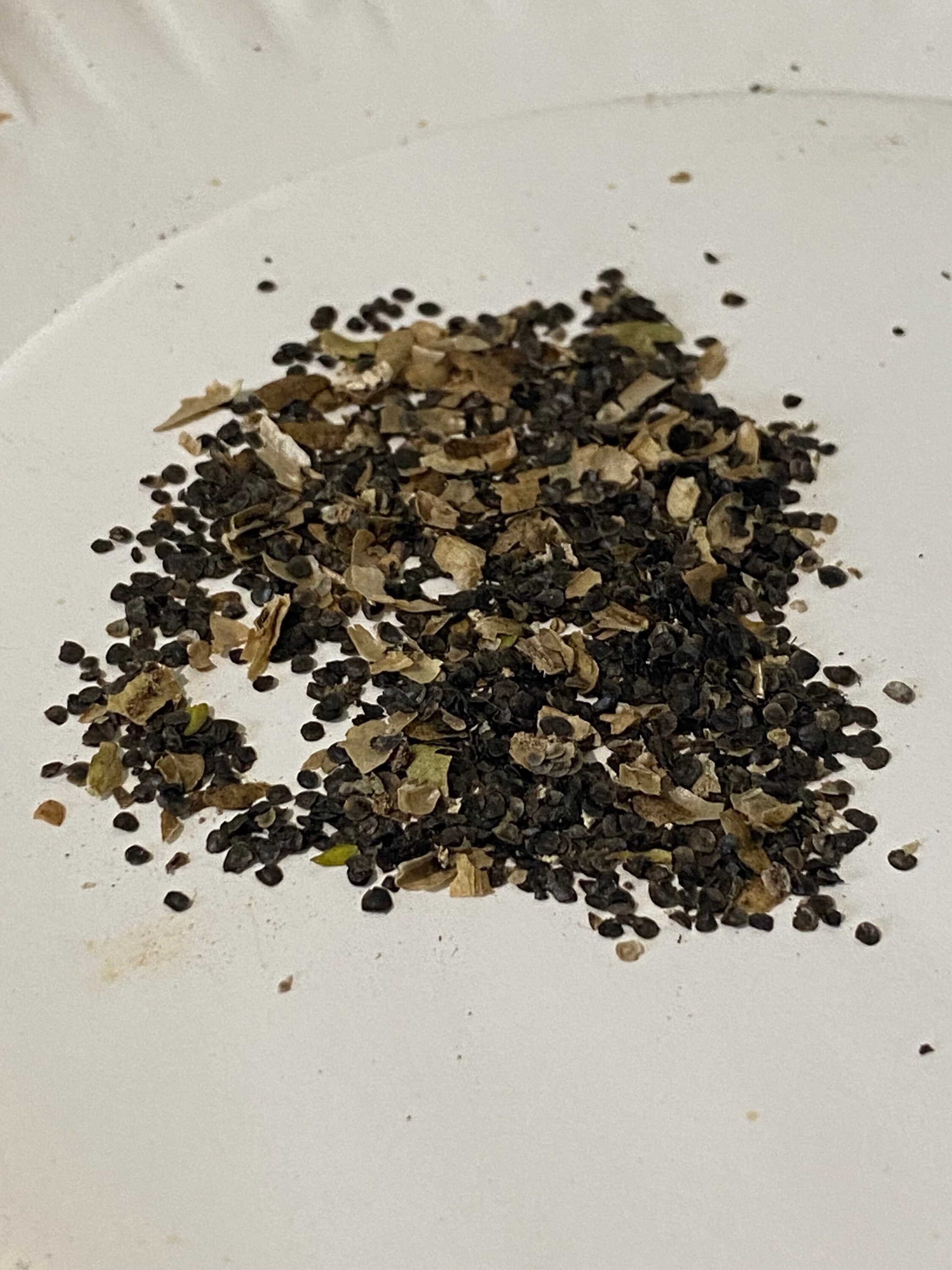 50 Common Toadflax Seeds Linaria Vulgaris Attracts Bumblebees and ...