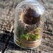 Curiosity Jar Acorn Cap Miniature Cloche Display Nature Forest Moss - Etsy