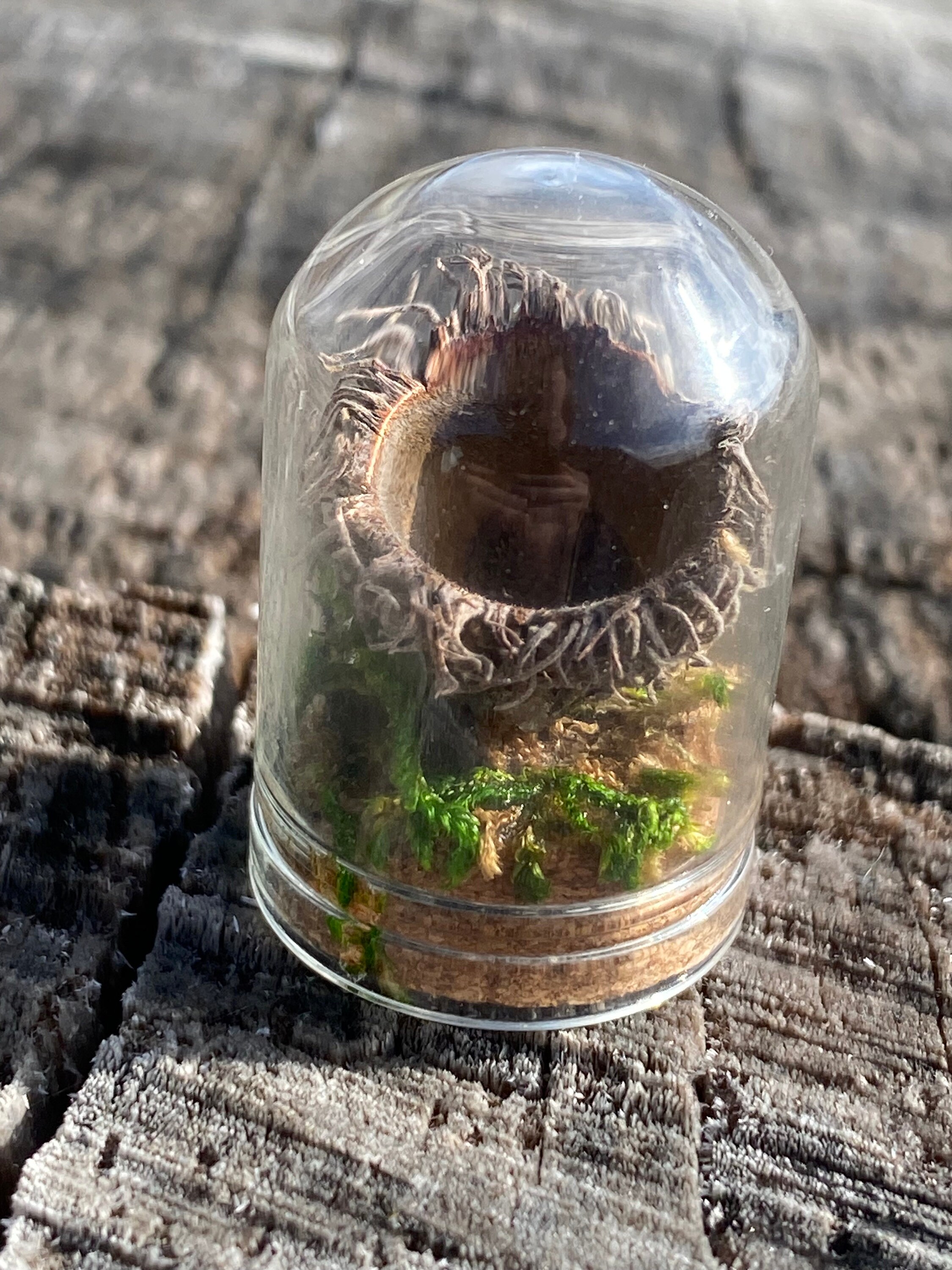 Curiosity Jar Acorn Cap Miniature Cloche Display Nature Forest Moss - Etsy