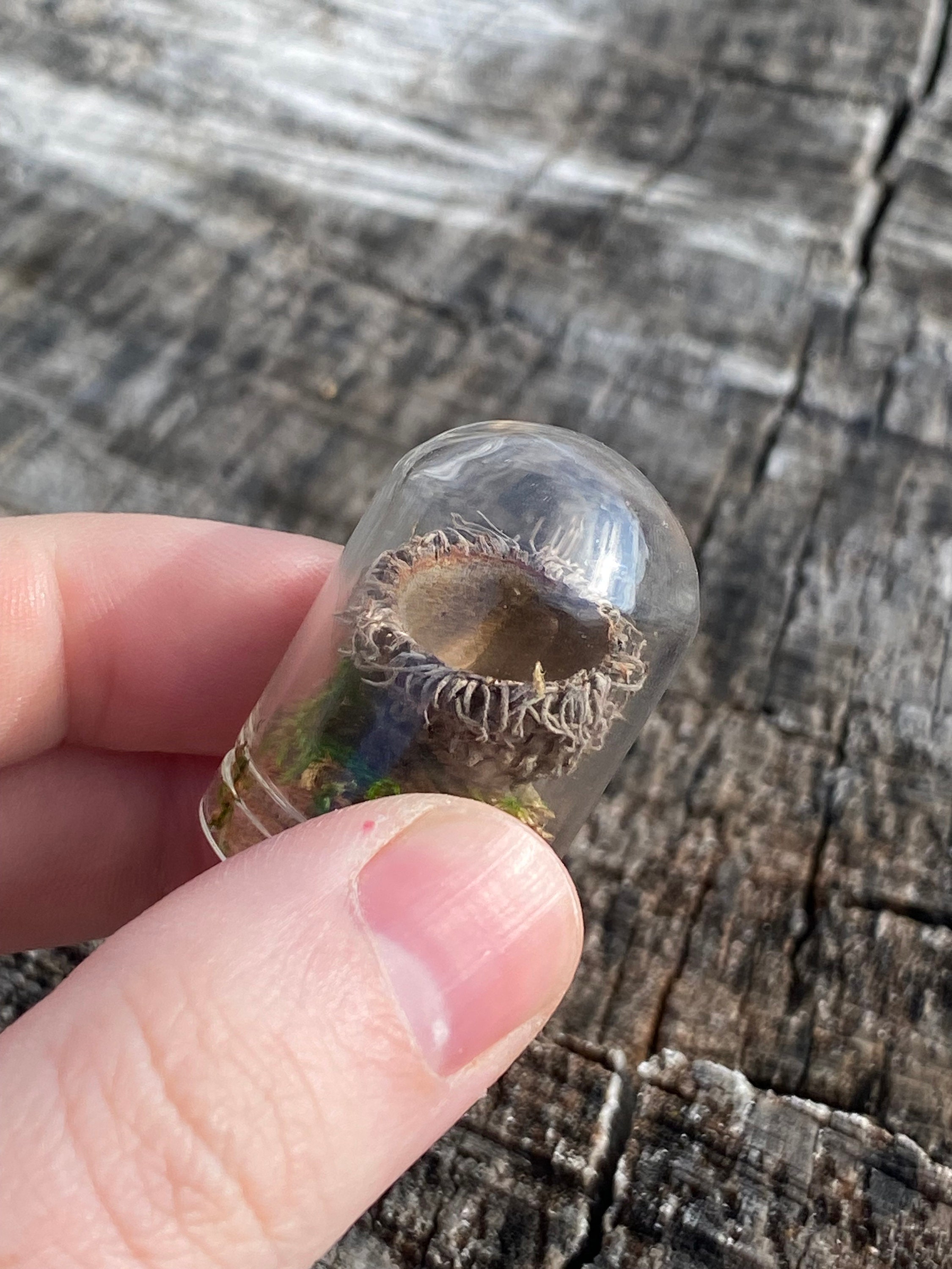 Curiosity Jar Acorn Cap Miniature Cloche Display Nature Forest Moss - Etsy