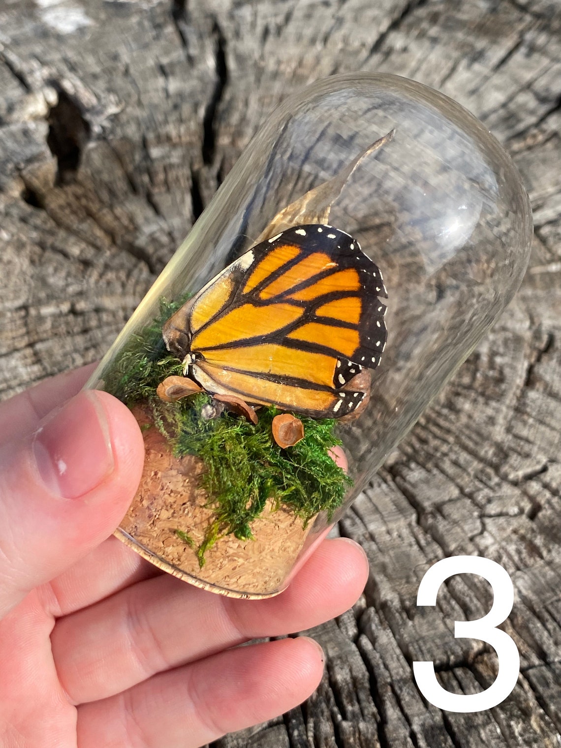 Monarch Butterfly Wing Cloche Display Insect Taxidermy Cottage Core ...