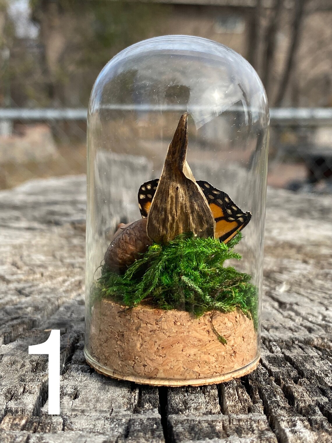 Monarch Butterfly Wing Cloche Display Insect Taxidermy Cottage Core ...